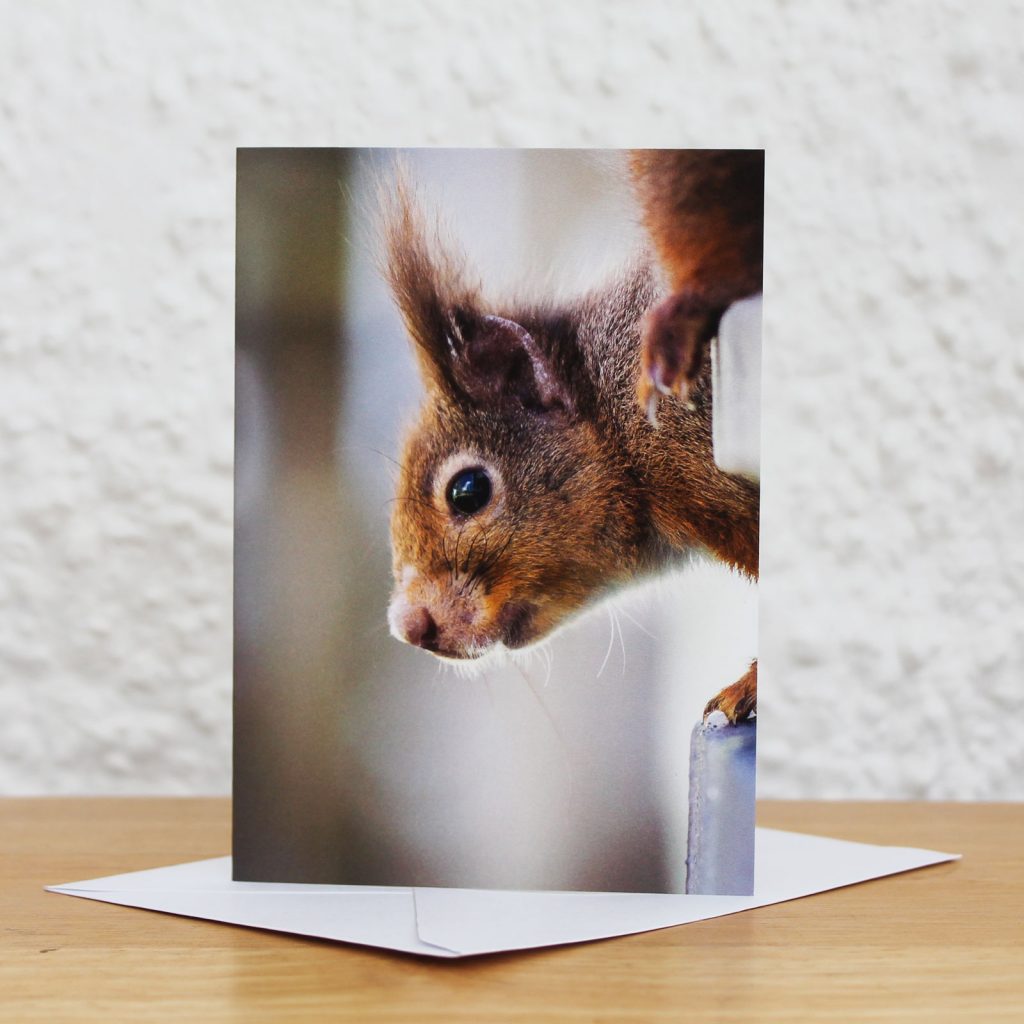 Red Squirrel Photo Greetings Card