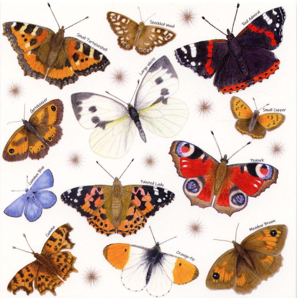 British Butterflies Identification A3 Poster, Art Print, Chart