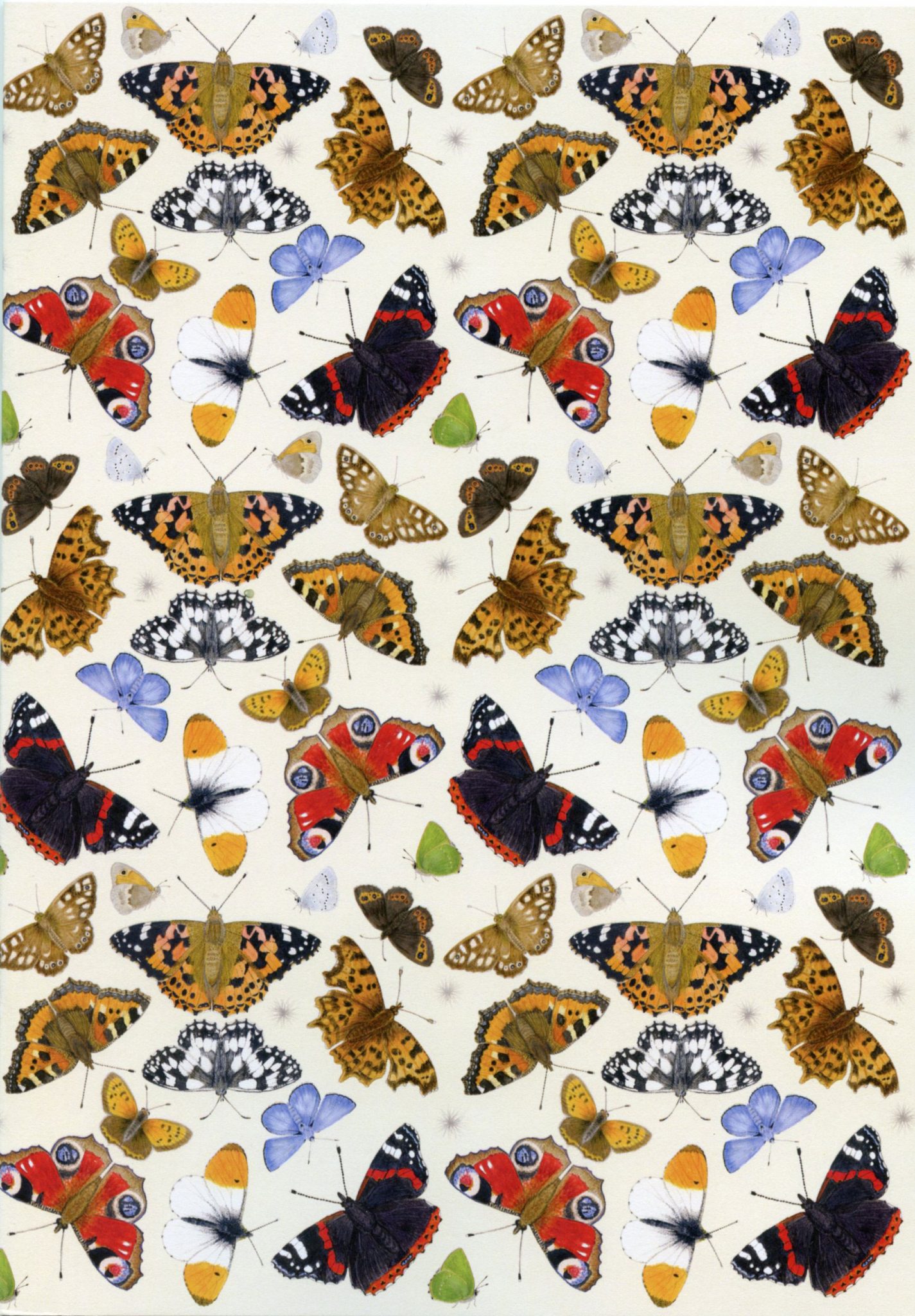 British Butterflies Identification A3 Poster, Art Print, Chart