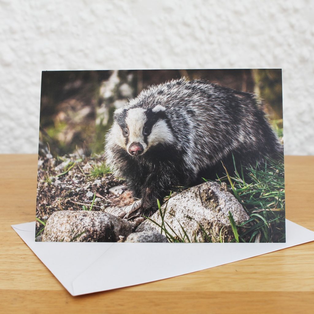 Badger Photo Greetings Card
