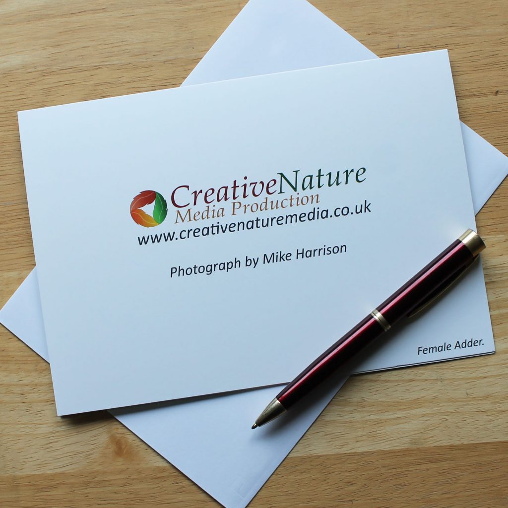 Adder Snake Photographic Greetings Card