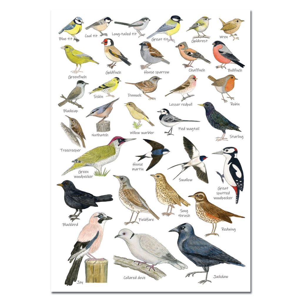 British Garden Birds Identification A5 Card Postcard, Art Print