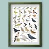 British Garden Birds Identification A4 Card Poster, Art Print