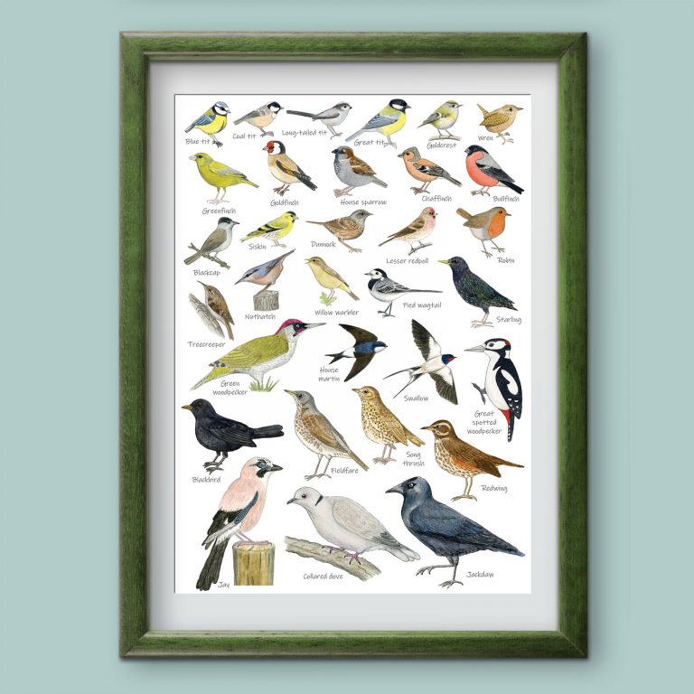 British Garden Birds Identification A4 Card Poster, Art Print