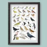British Garden Birds Identification A4 Card Poster, Art Print