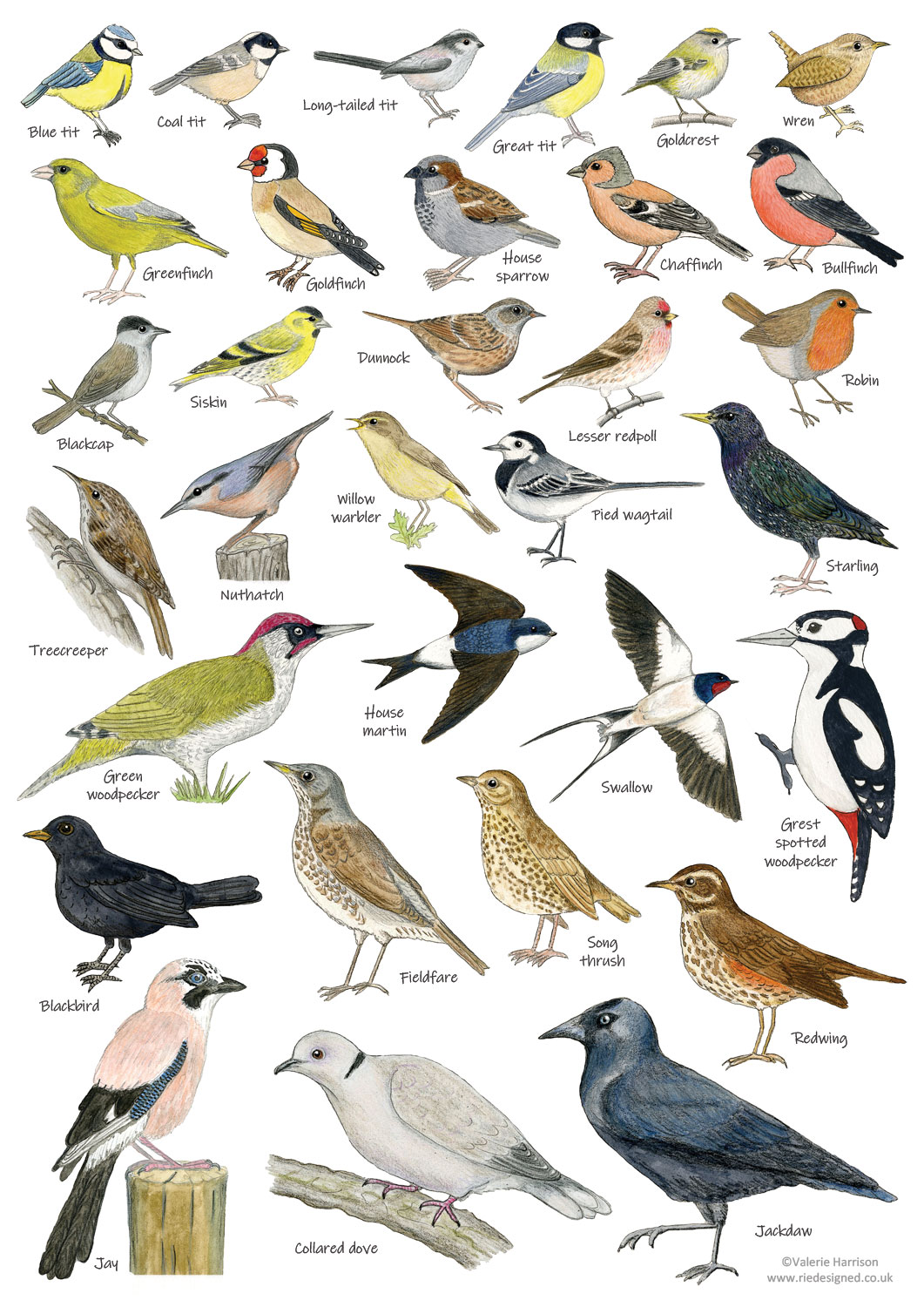 British Garden Birds Identification A3 Card Poster, Art Print