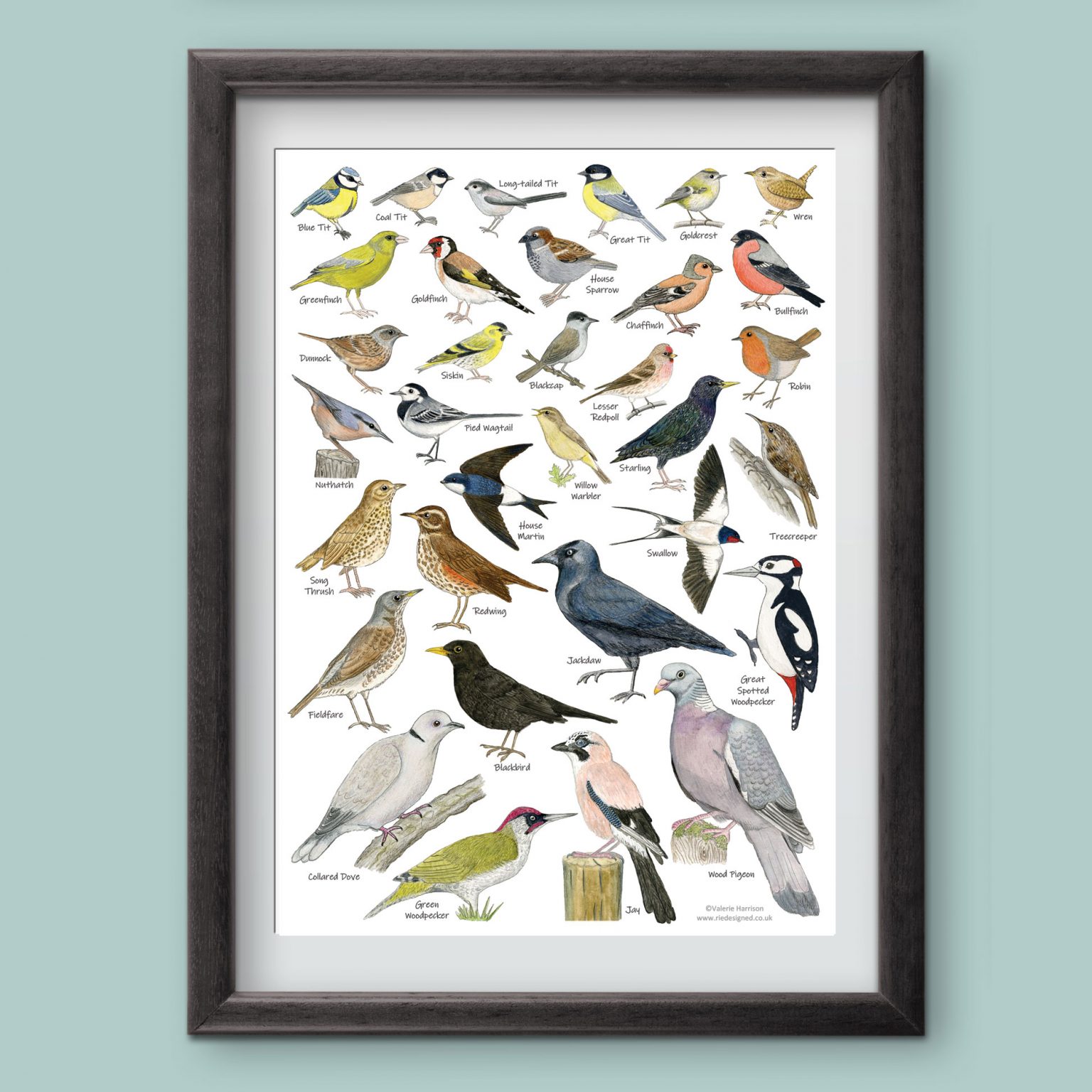 British Invertebrates Identification A3 Card Poster, Art Print