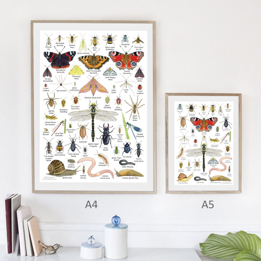 British Minibeasts, Invertebrates Identification A4 Card Poster