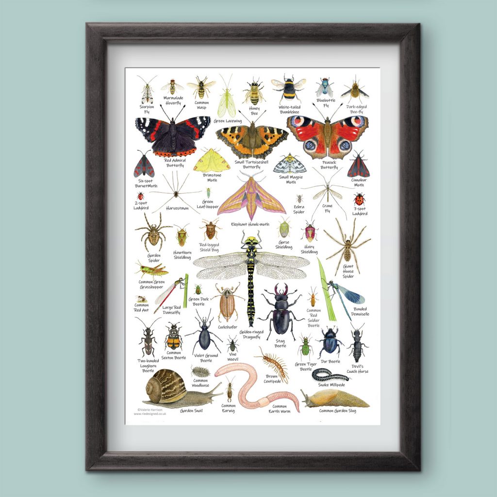 British Invertebrates Identification A3 Card Poster, Art Print