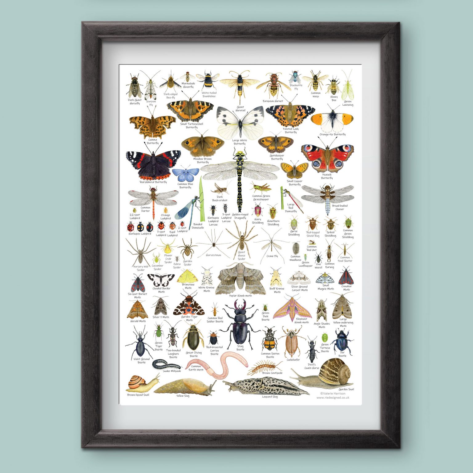 British Invertebrates Identification A3 Card Poster, Art Print