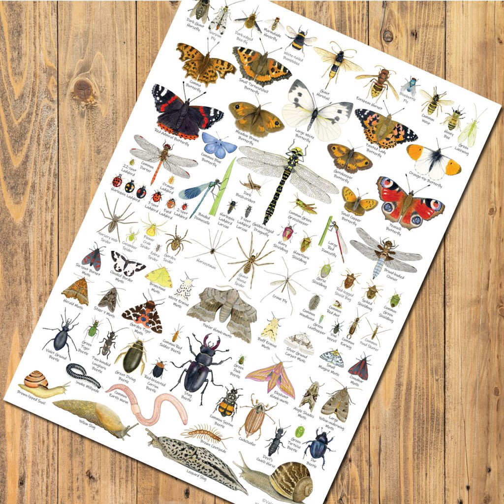 British Invertebrates Identification A3 Card Poster, Art Print