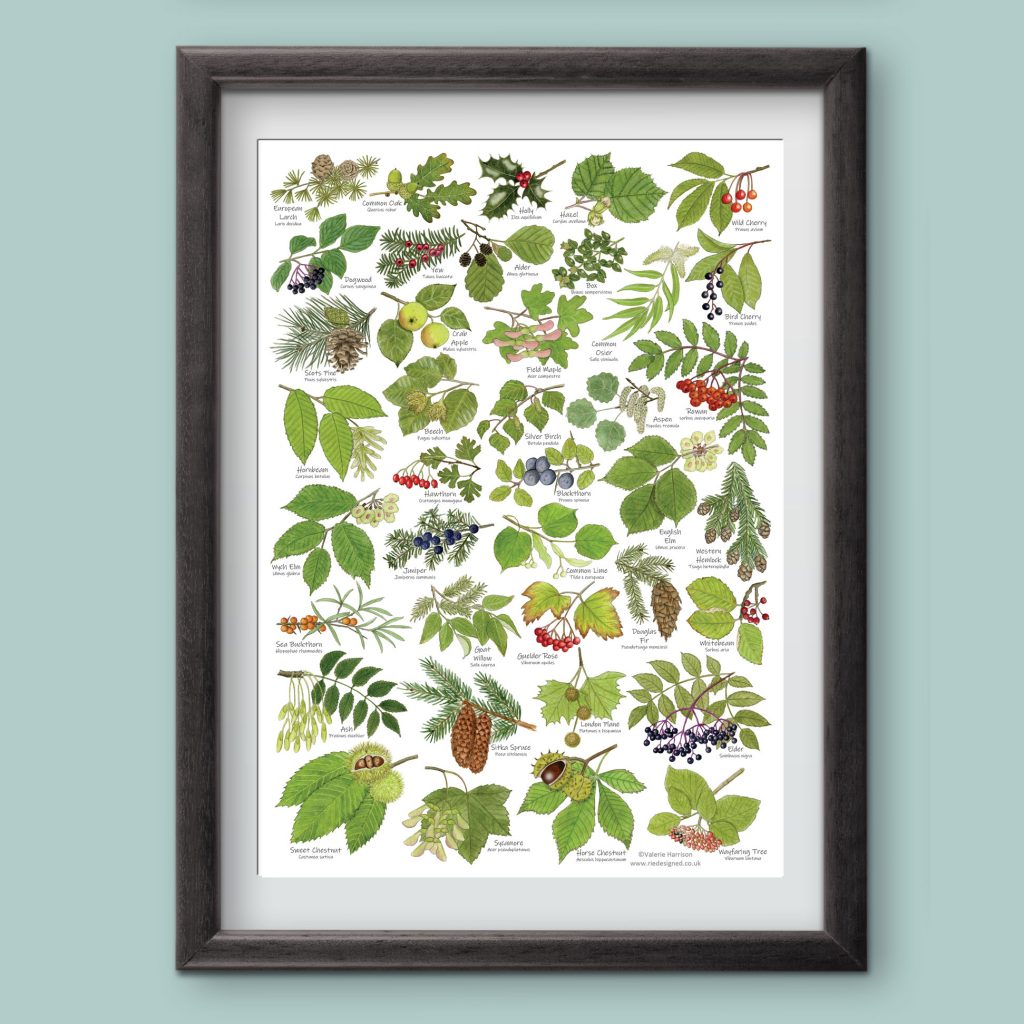 British Tree Leaves Identification A3 Poster, Art Print