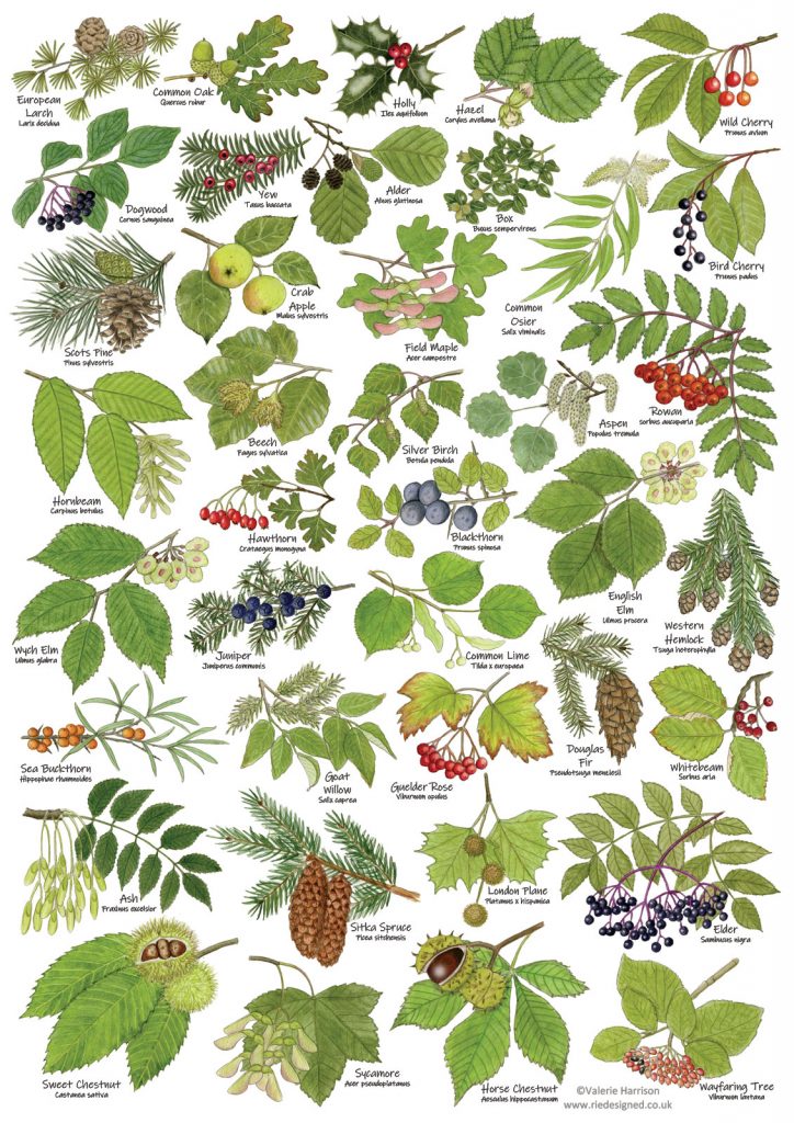 British Tree Leaves Identification A3 Poster, Art Print