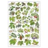 British Tree Leaves Identification A3 Poster, Art Print