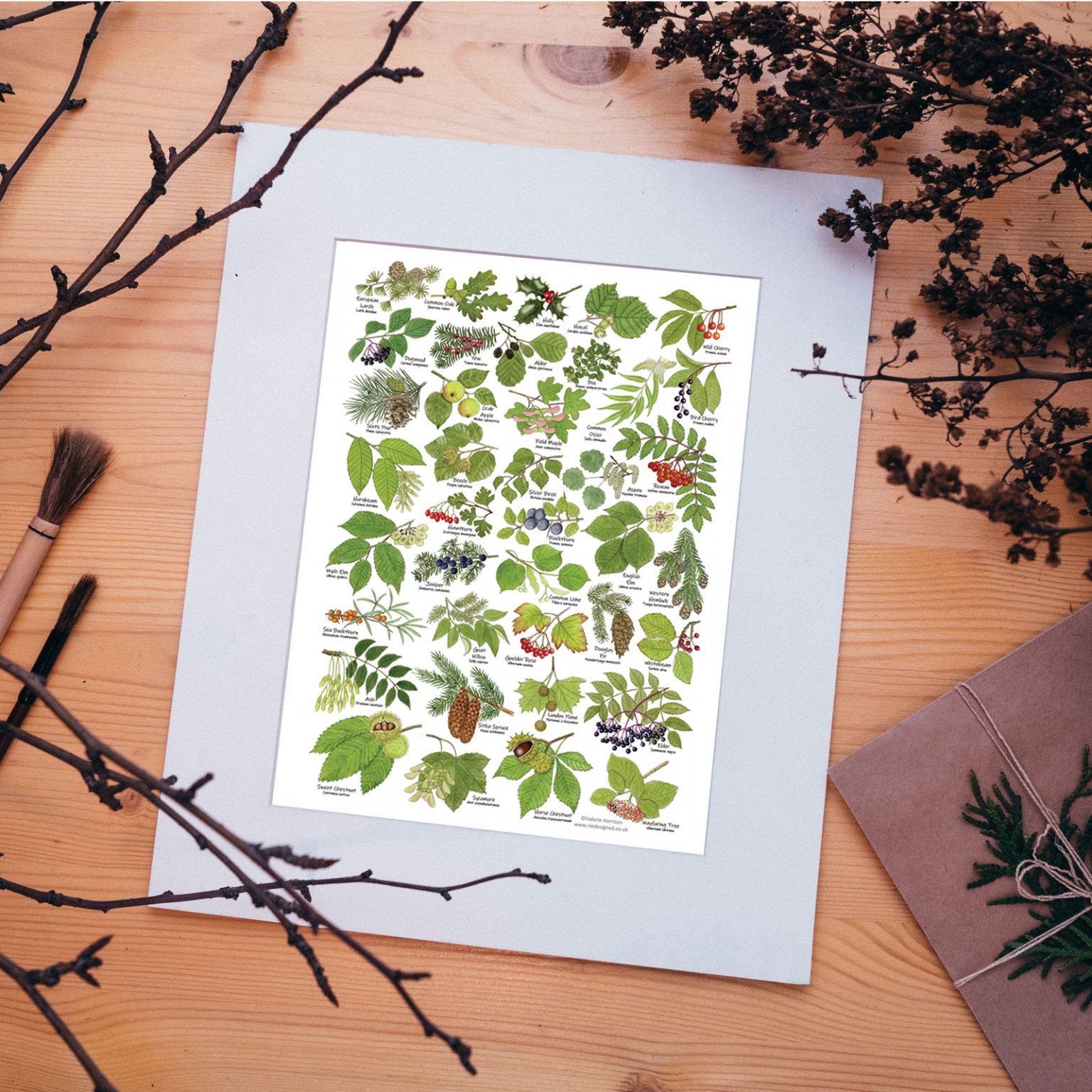 British Tree Leaves Identification A3 Poster, Art Print