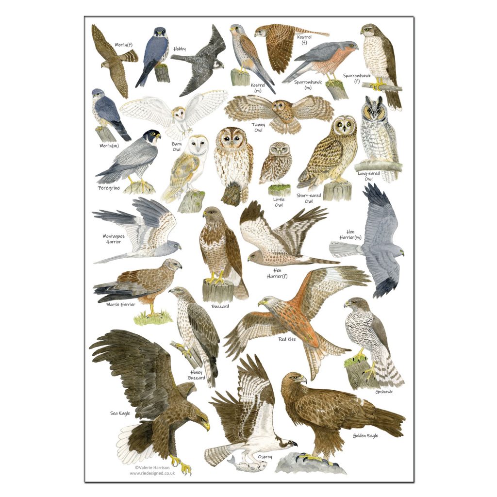 British Birds of Prey and Owls Identification A3 Poster, Art Print