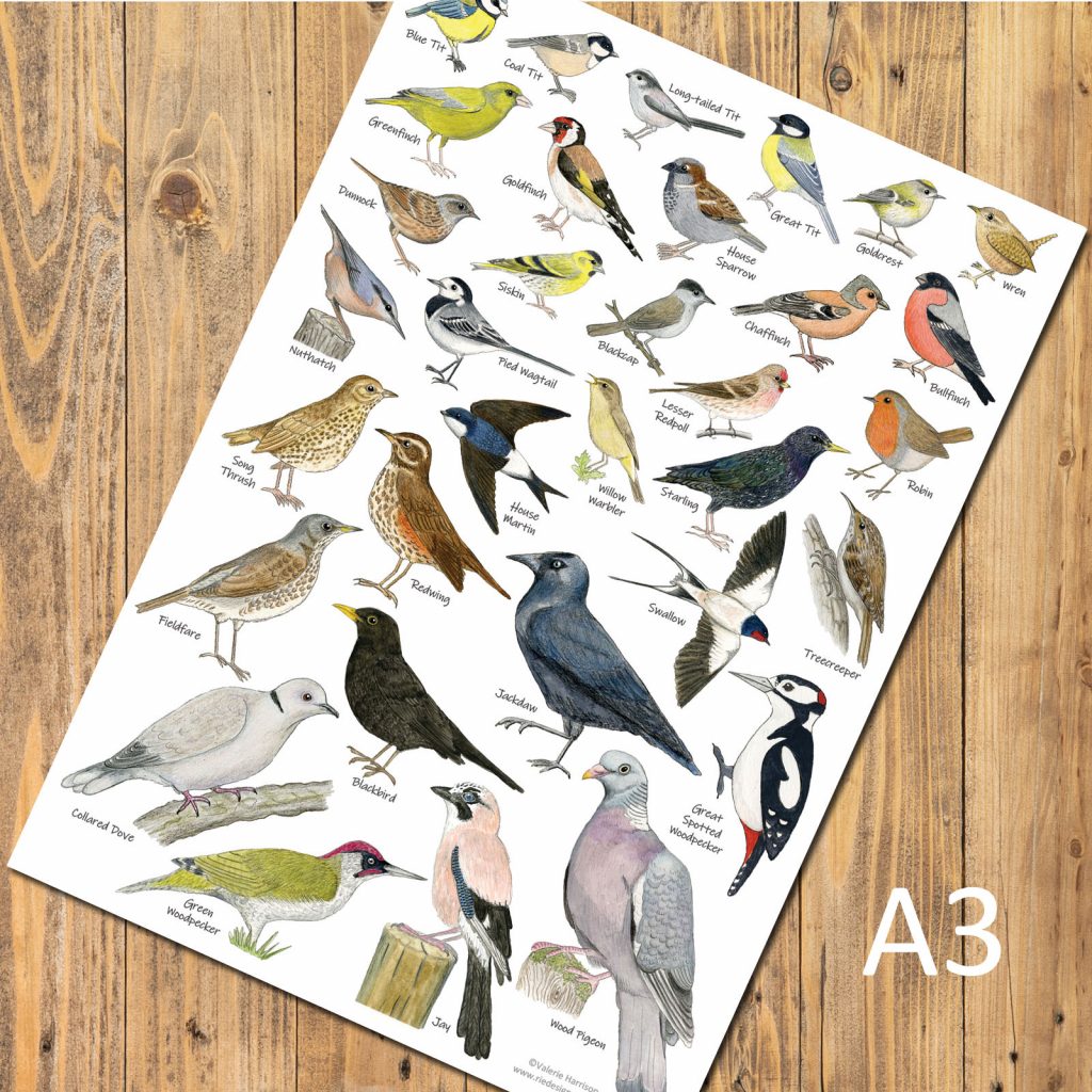 British Garden Birds Identification A4 Card Poster, Art Print