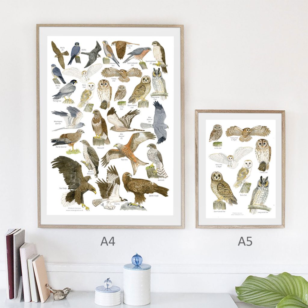 British Owls Identification A5 Card Postcard, Art Print