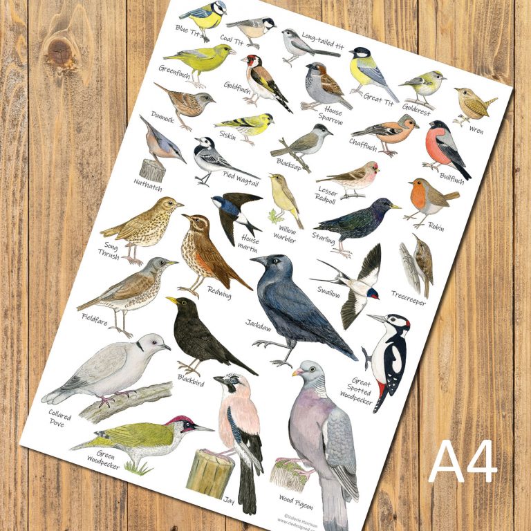 British Garden Birds Identification A4 Card Poster, Art Print