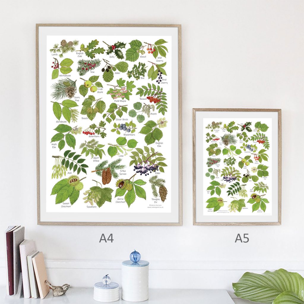 British Tree Leaves Identification A4 Card Poster