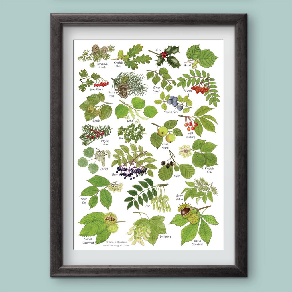 British Tree Leaves Identification A4 Card Poster
