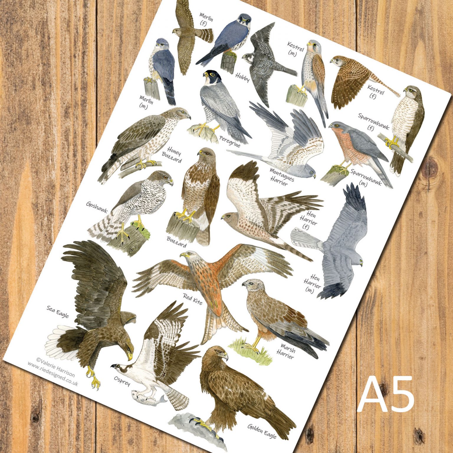 British Birds of Prey Identification A5 Card Postcard, Art Print