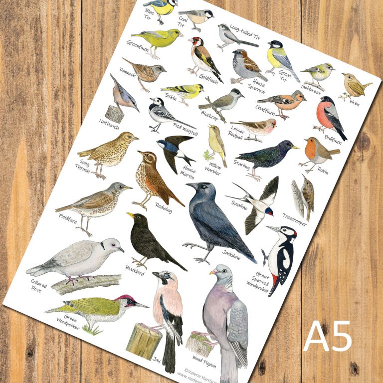 British Garden Birds Identification A5 Card Postcard, Art Print