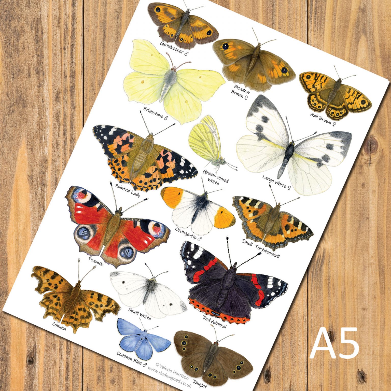 British Wildlife, Identification A5 Card Postcards, Art Prints
