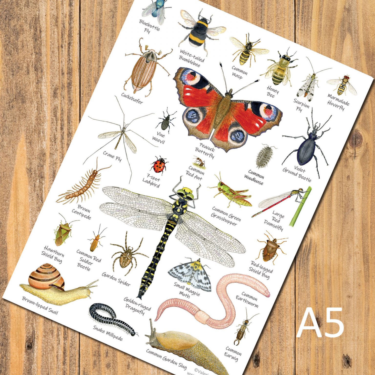 British Invertebrates Identification A3 Card Poster, Art Print