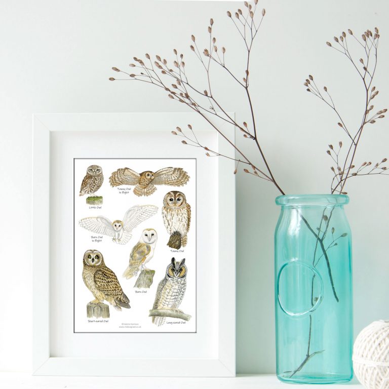 British Owls Identification A5 Card Postcard, Art Print