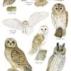 British Garden Birds Identification A3 Card Poster, Art Print