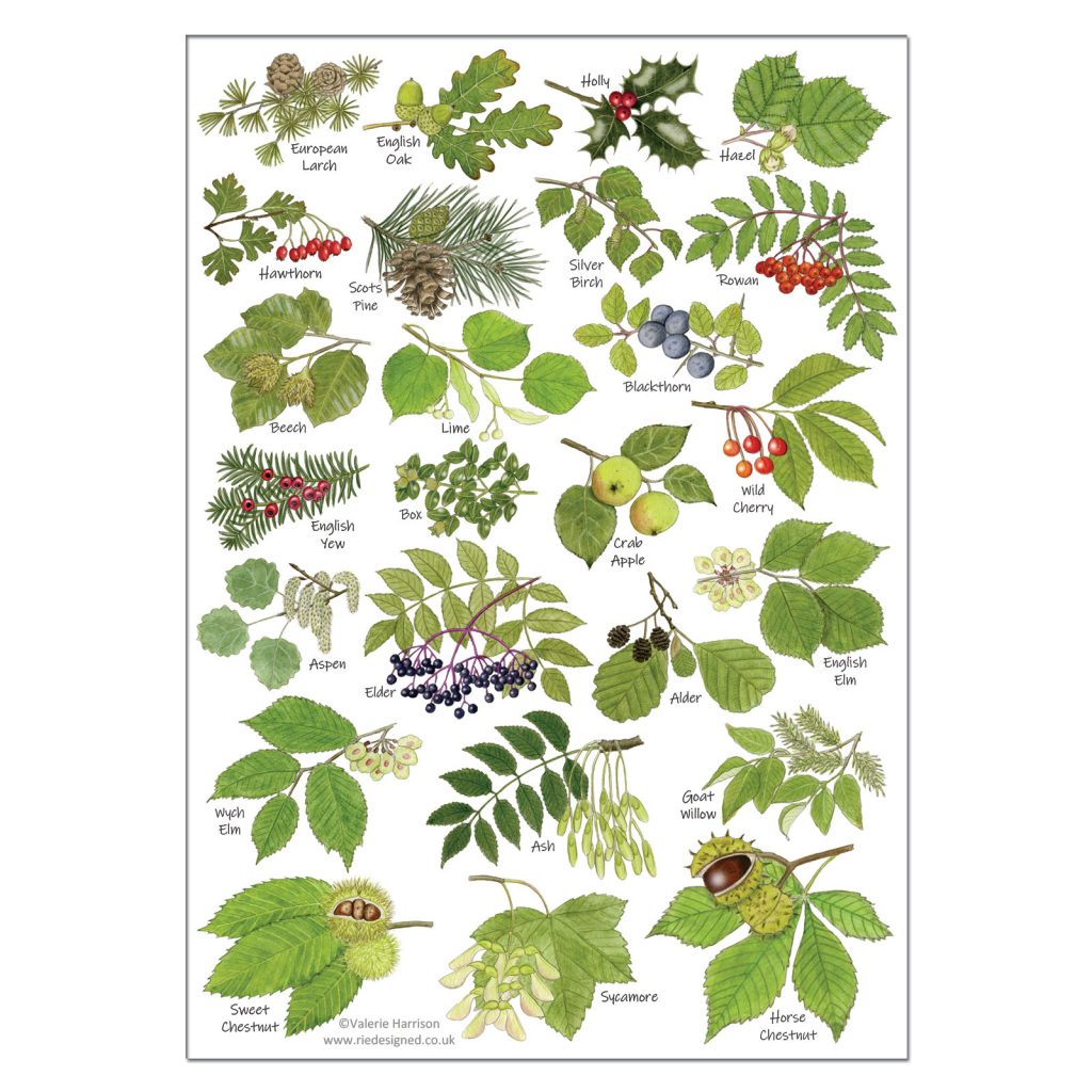British Tree Leaves Identification A5 Card Postcard