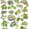 British Tree Leaves Identification A3 Poster, Art Print