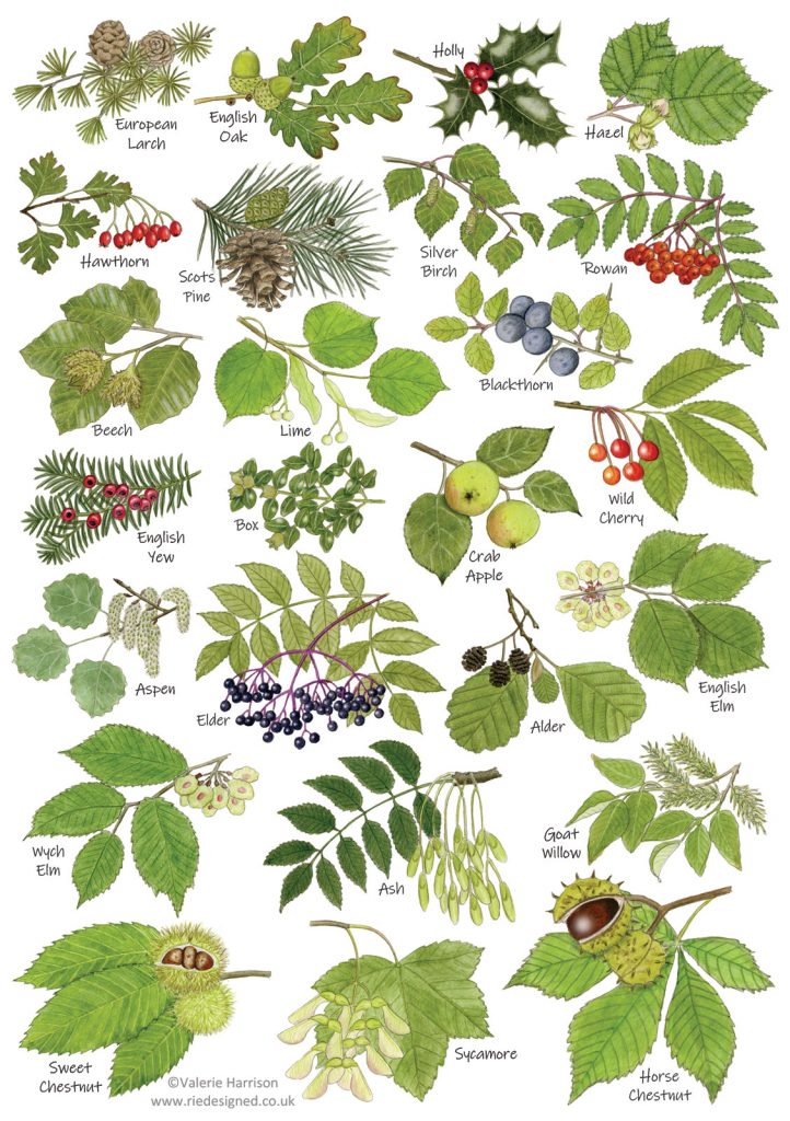British Tree Leaves Identification A5 Card Postcard