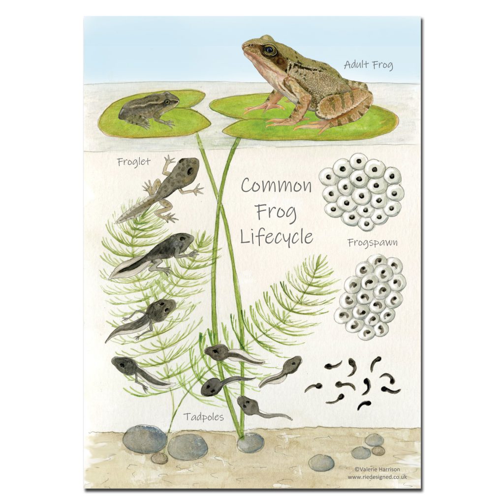 Common Frog Lifecycle Chart, Amphibian Identification A5 Card Postcard