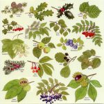 British Tree Leaves Identification A3 Poster, Art Print