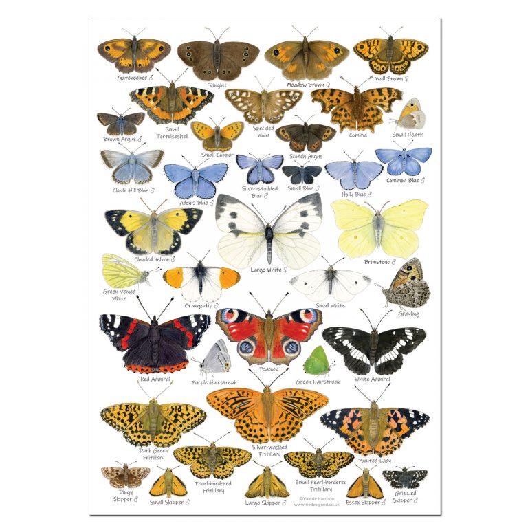 British Butterflies Identification A4 Card Poster British Butterflies Identification A4 Card Poster