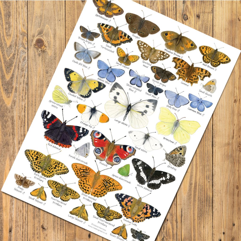 British Butterflies Identification A4 Card Poster