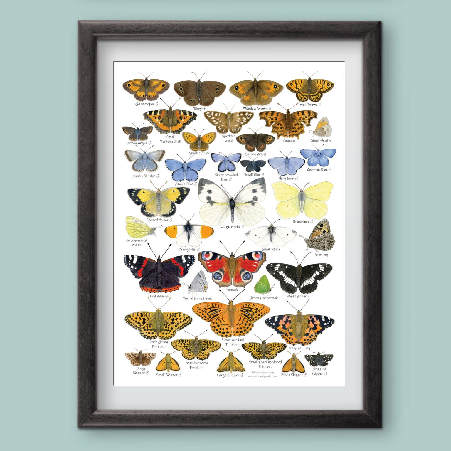British Butterflies Identification A4 Card Poster
