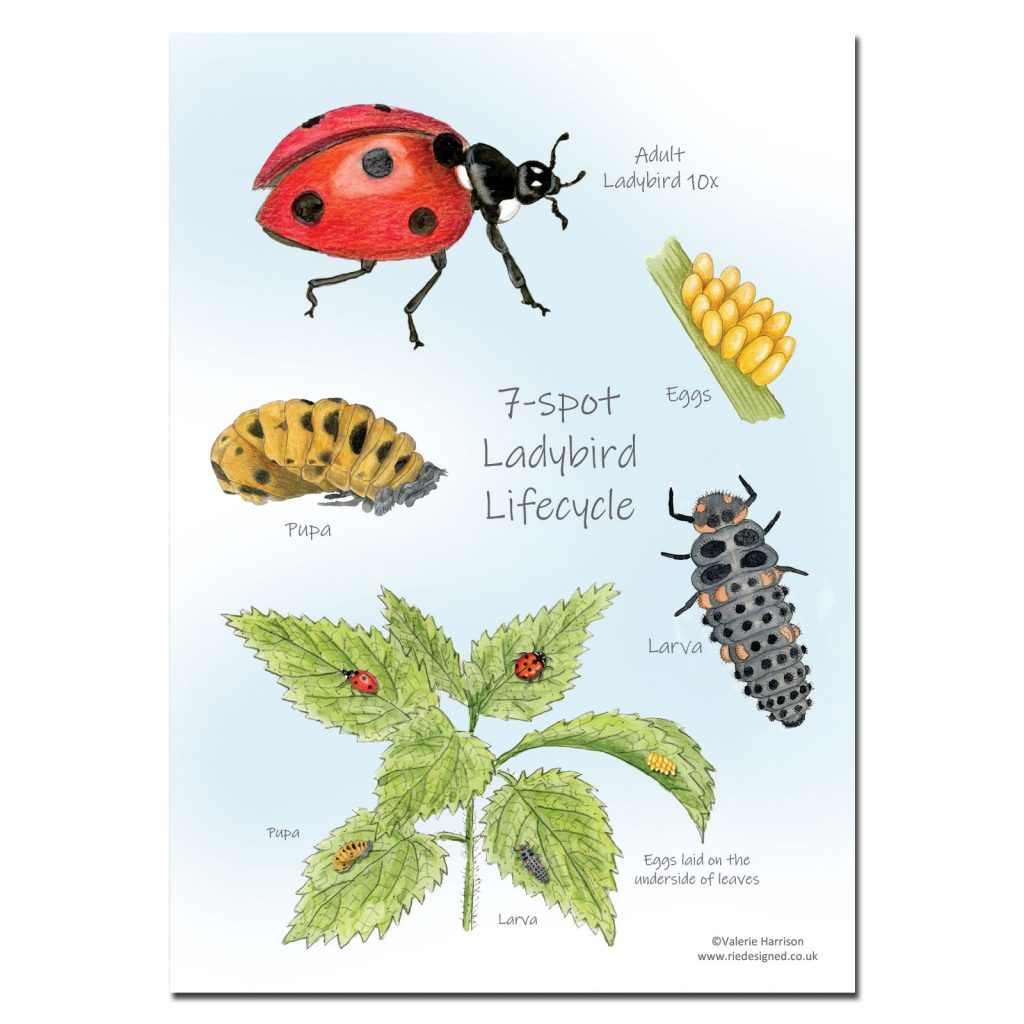 7-Spot Ladybird Lifecycle Chart, Insect Identification A5 Card Postcard ...