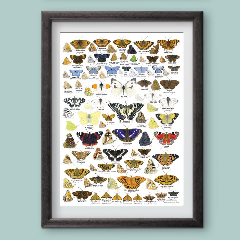 British Butterflies Identification A3 Poster, Art Print, Chart