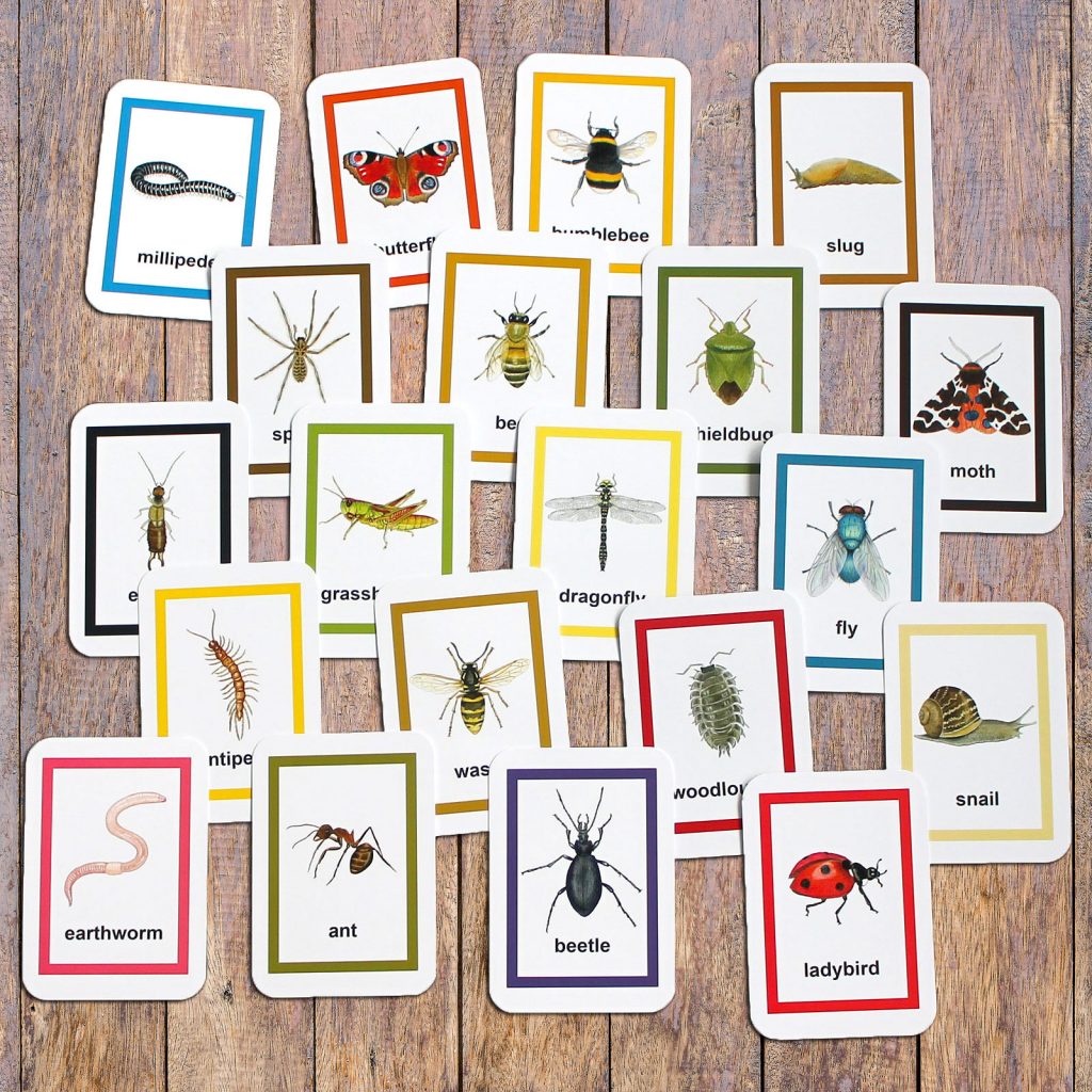 Pack of 20 Minibeast flash cards realistic insects bugs