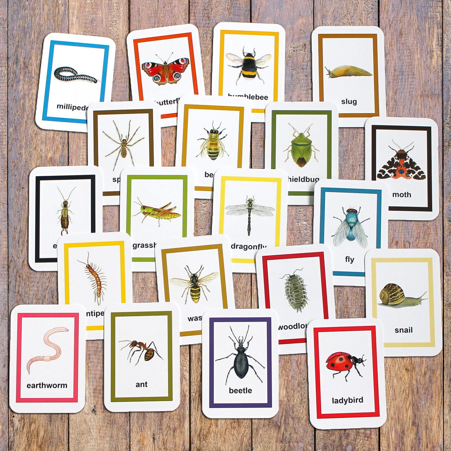 Pack of 20 Minibeast flash cards realistic insects bugs