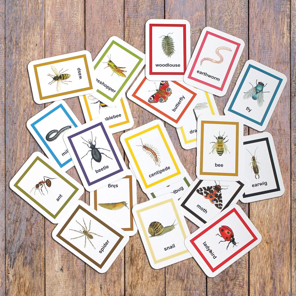 Pack of 20 Minibeast flash cards realistic insects bugs
