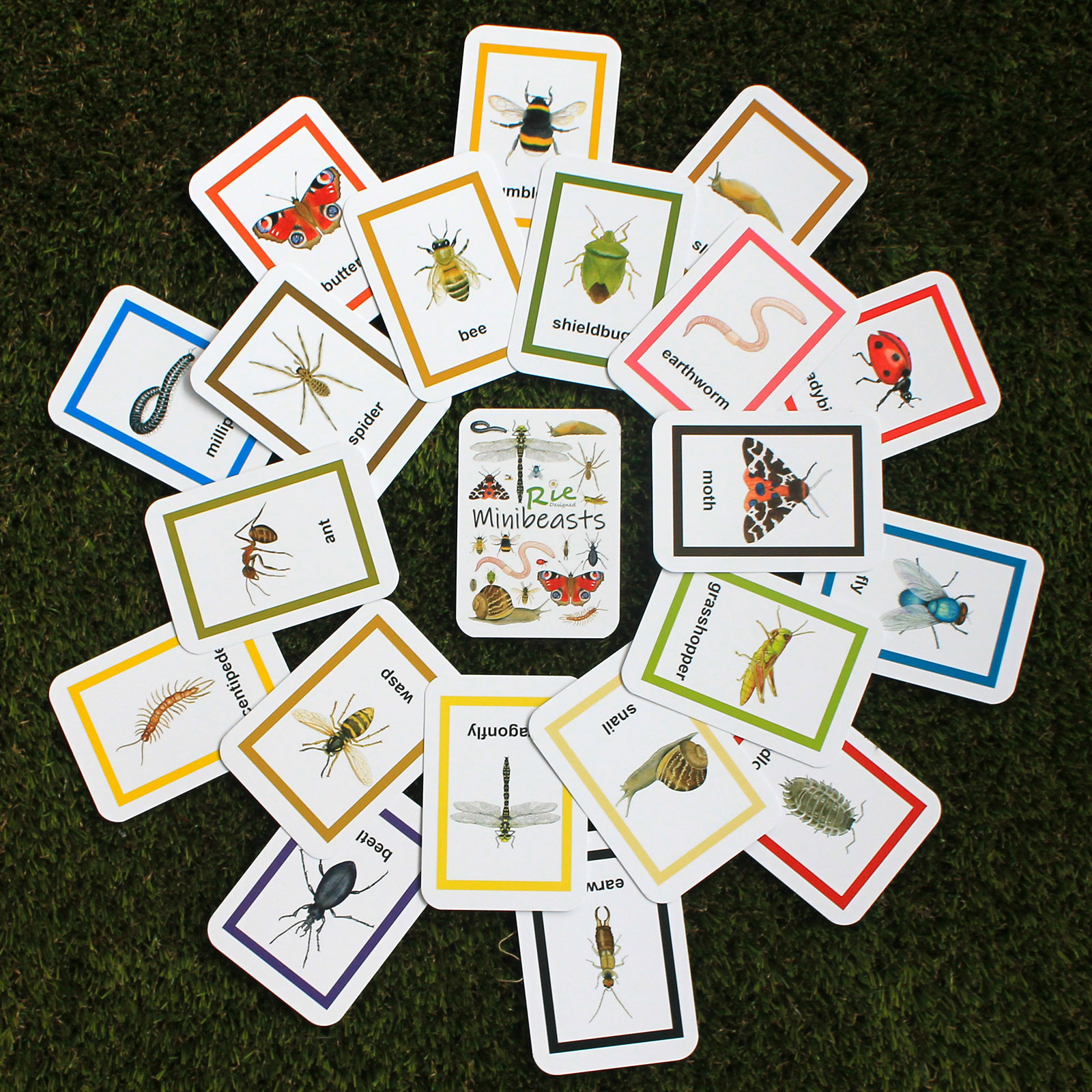 Pack of 20 Minibeast flash cards realistic insects bugs