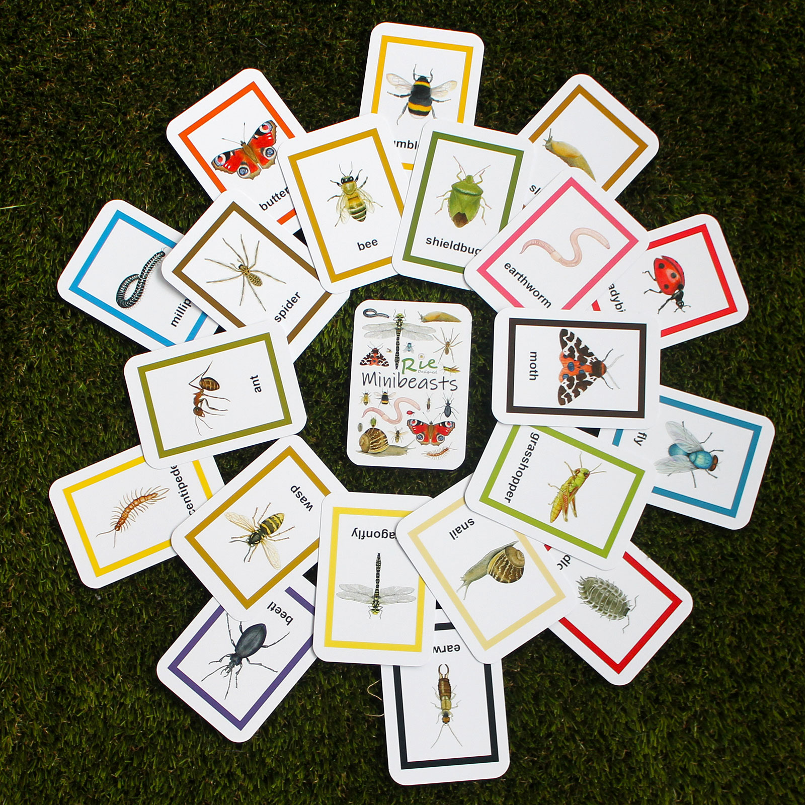 Pack of 20 Minibeast flash cards realistic insects bugs