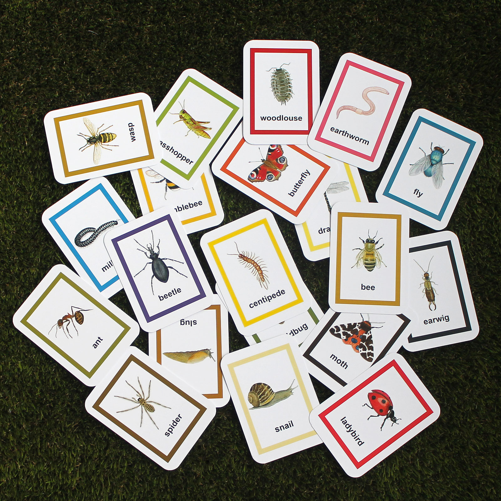 Pack of 20 Minibeast flash cards realistic insects bugs
