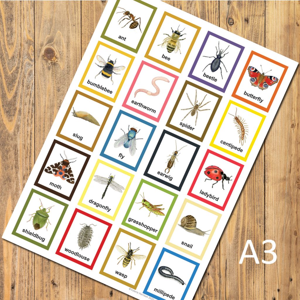 Garden Minibeasts Identification A3 Poster, Art Print, Chart
