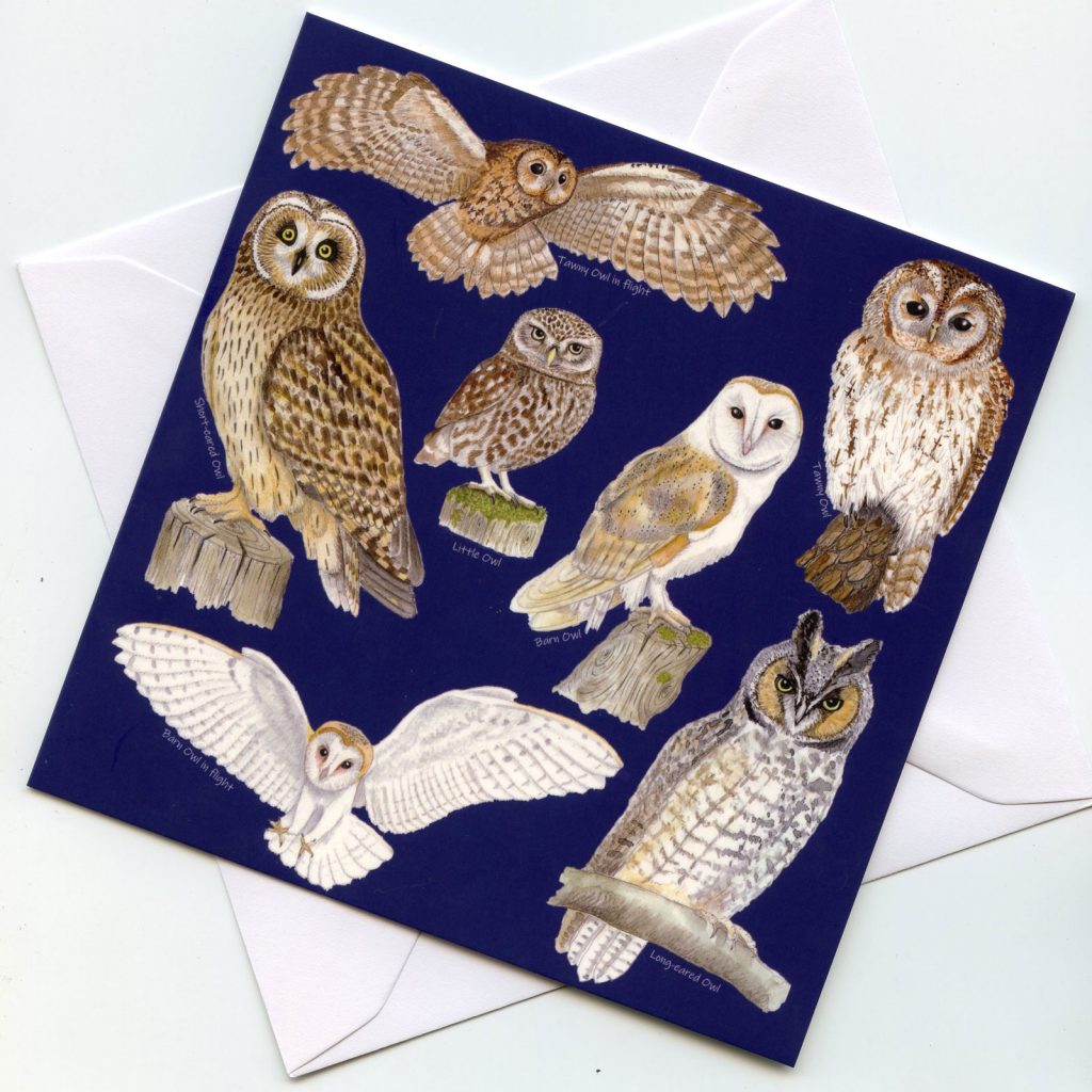 British Owls Blank Square Greetings Card