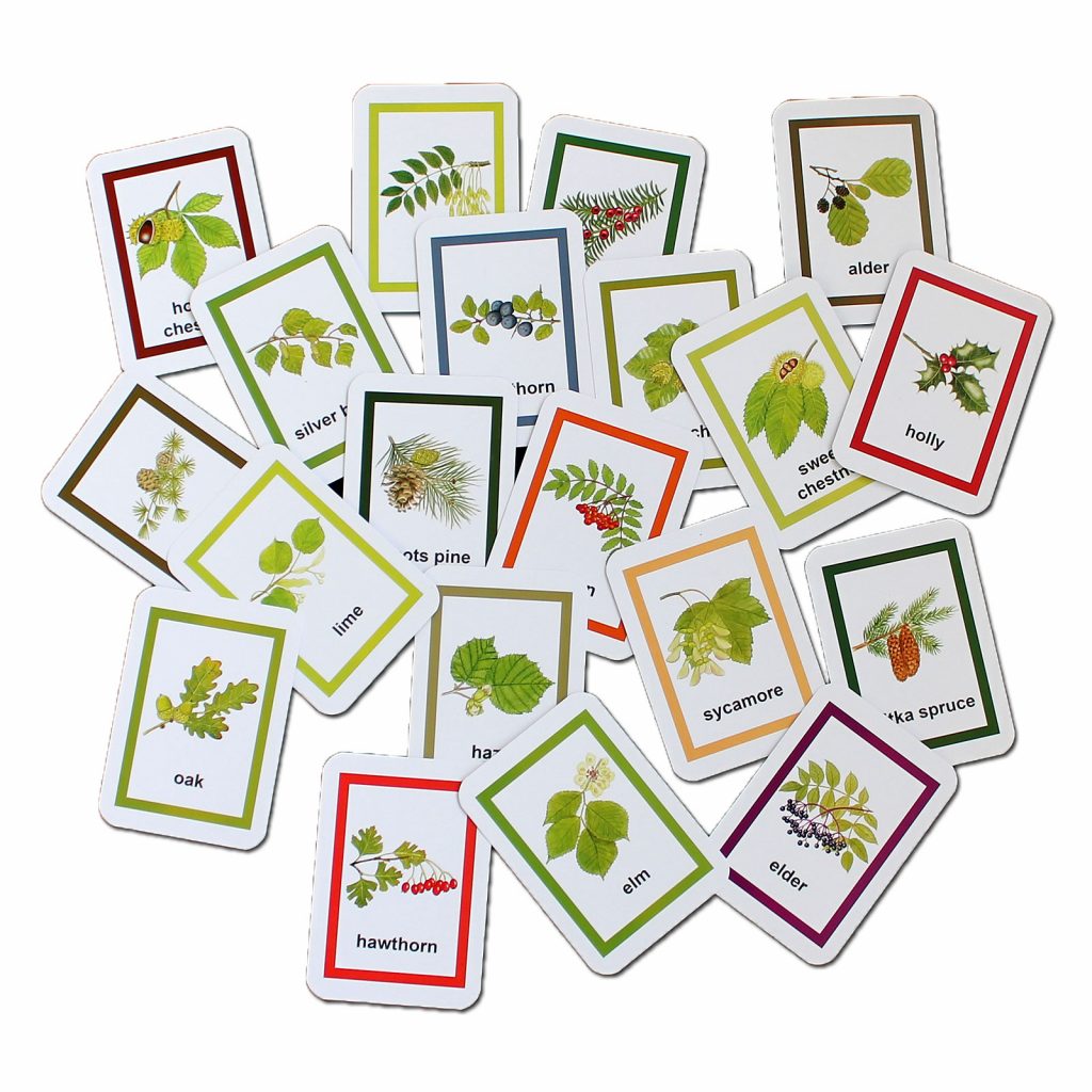 Pack of 20 British Tree Leaves Flash Cards, Identification cards